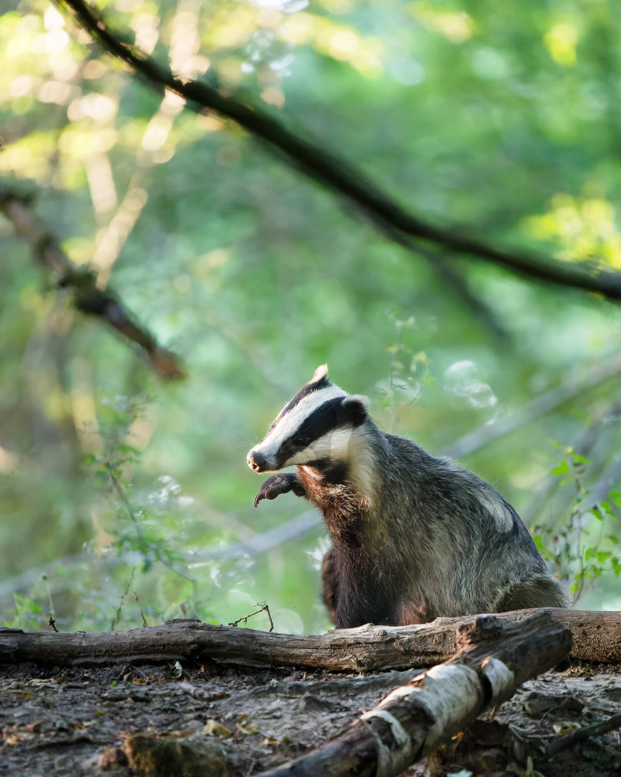 Le Blaireau Européen : Secrets, Habitat et Rôle du « Bâtisseur