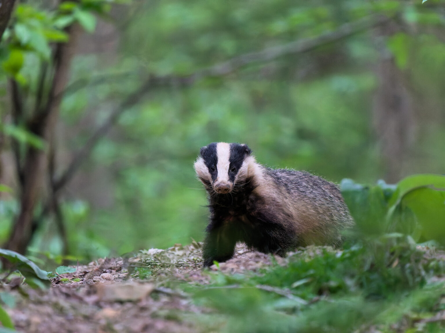 Le Blaireau Européen : Secrets, Habitat et Rôle du « Bâtisseur