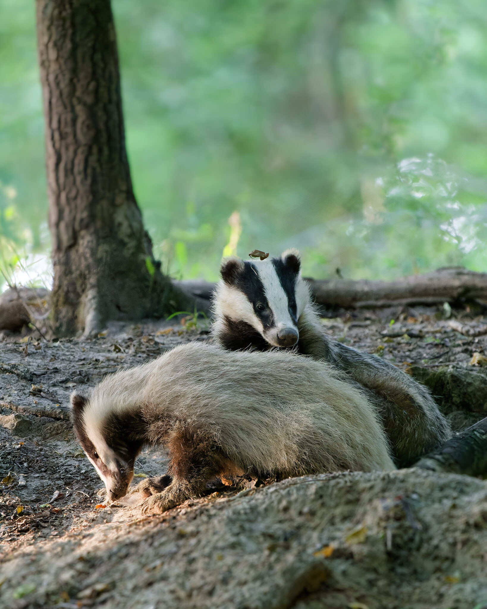 Le Blaireau Européen : Secrets, Habitat et Rôle du « Bâtisseur