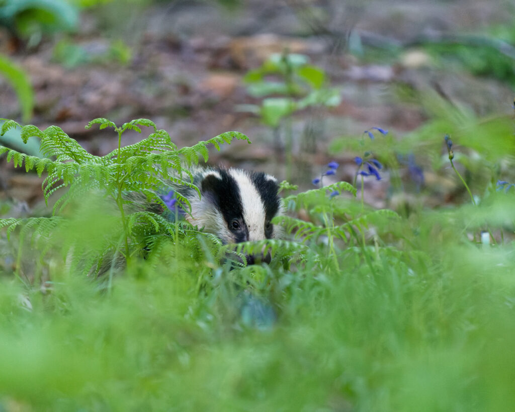 Le Blaireau Européen : Secrets, Habitat et Rôle du « Bâtisseur