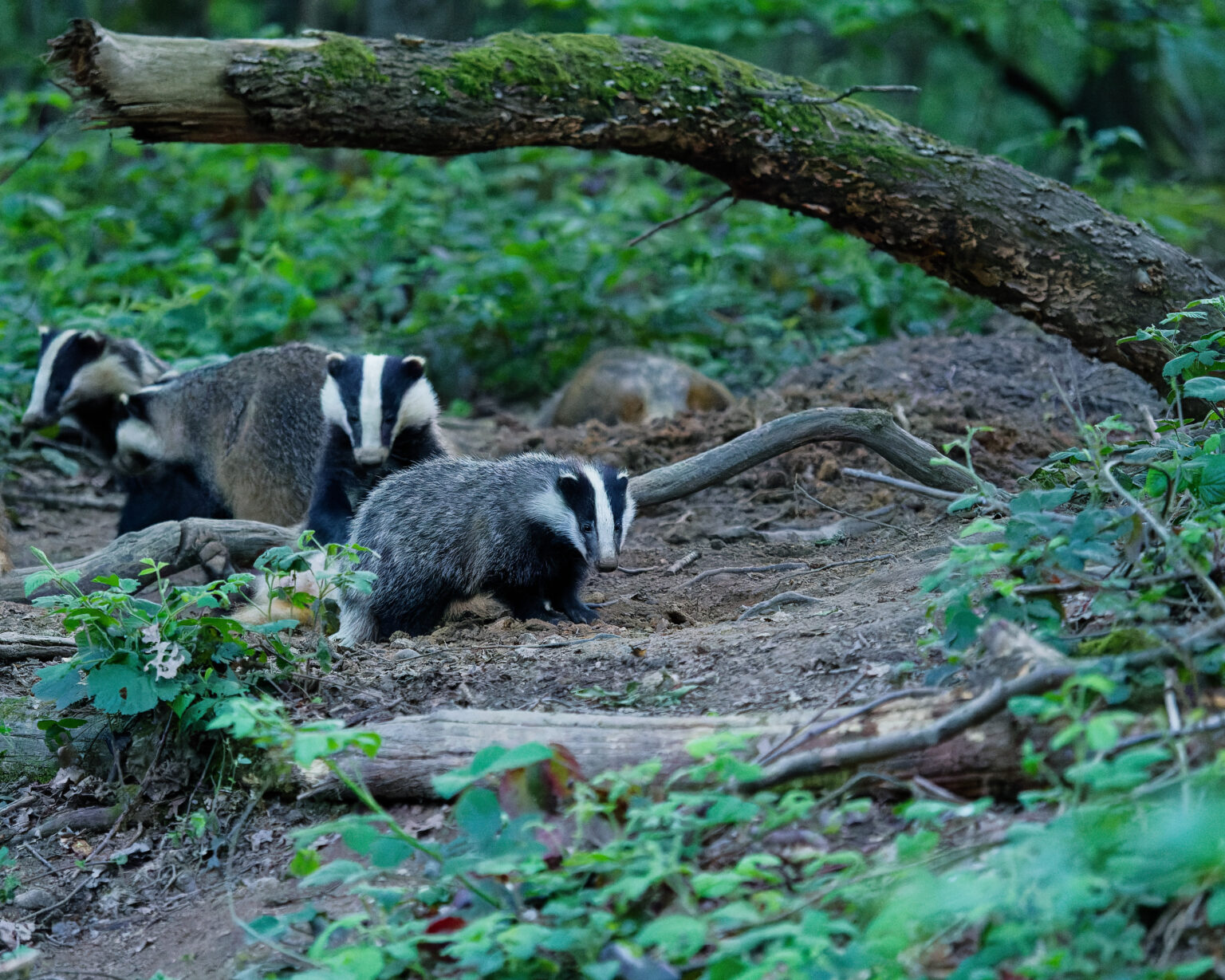 Le Blaireau Européen : Secrets, Habitat et Rôle du « Bâtisseur