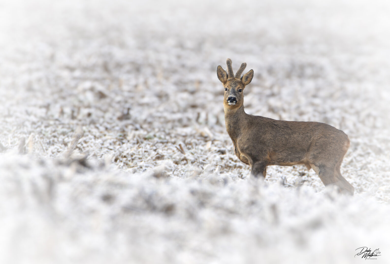 Animaux en hiver : les stratégies de survie du monde sauvage