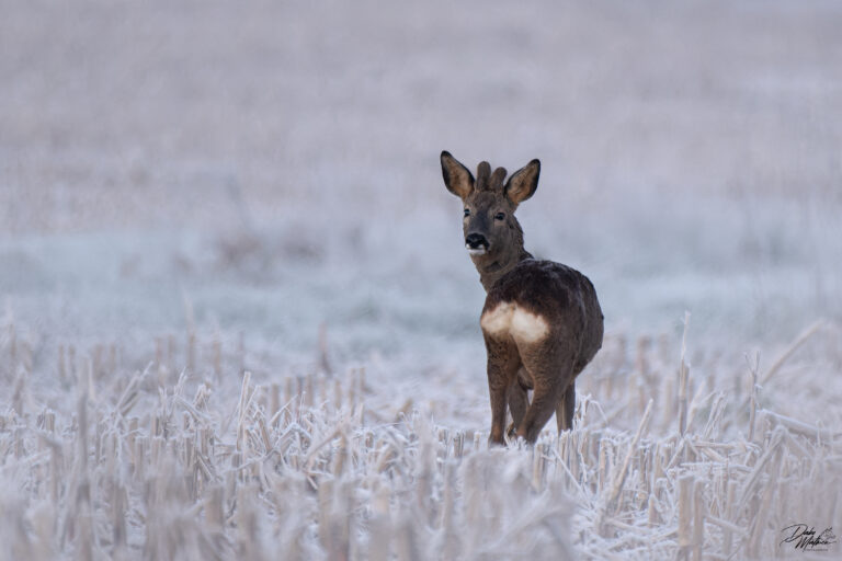 Animaux en hiver : les stratégies de survie du monde sauvage