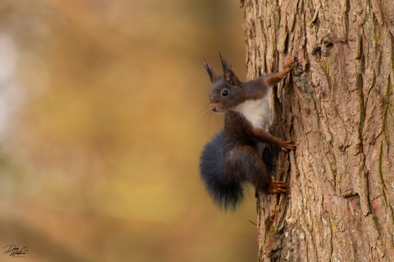 Animaux en hiver : les stratégies de survie du monde sauvage